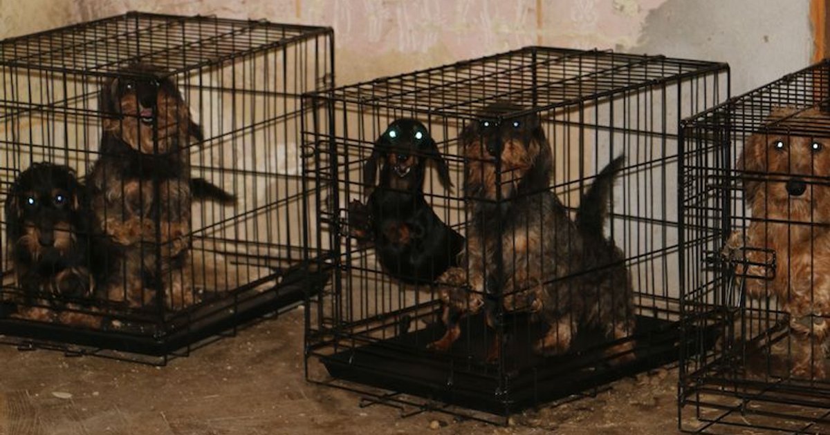 House of Animals: 'Marktplaats is een belangrijke schakel in de handel ...