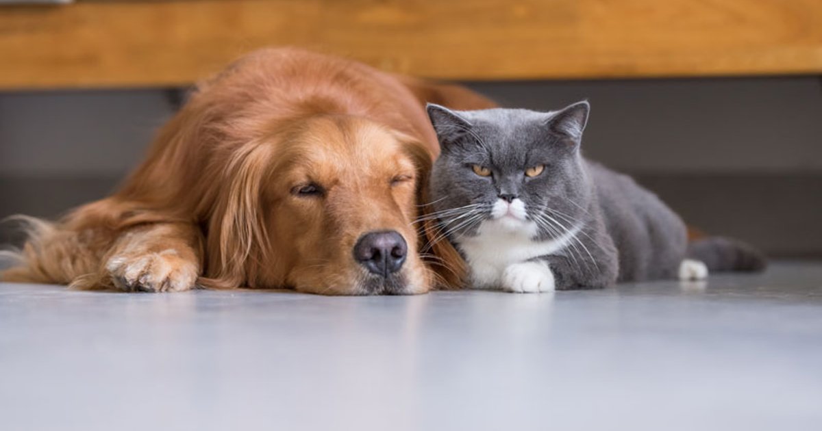 Wil je graag een kat of hond kopen? Pas op voor online oplichting met ...